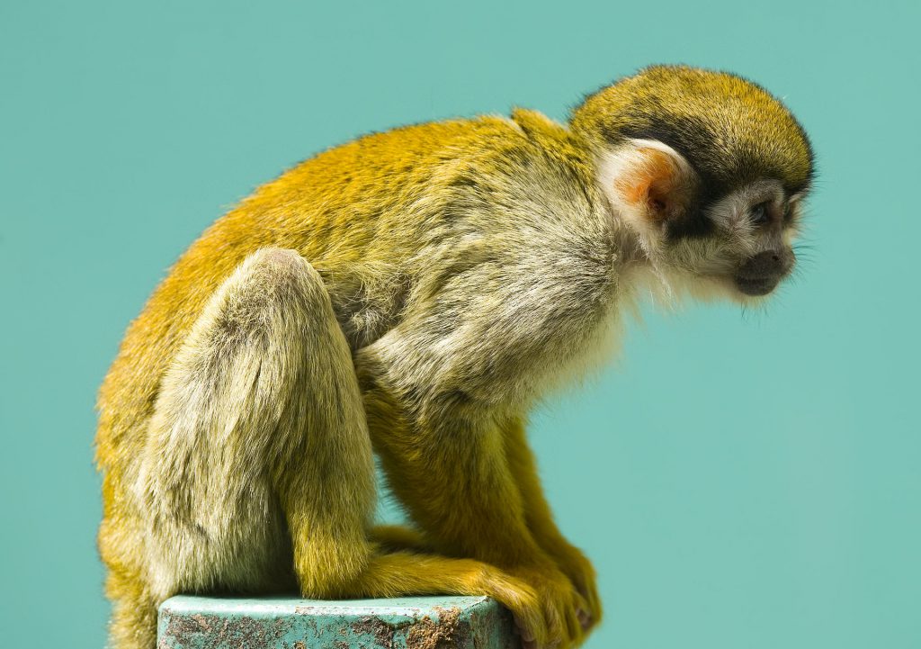 Regenerative Therapy for Glaucoma in Squirrel Monkeys - Washington ...