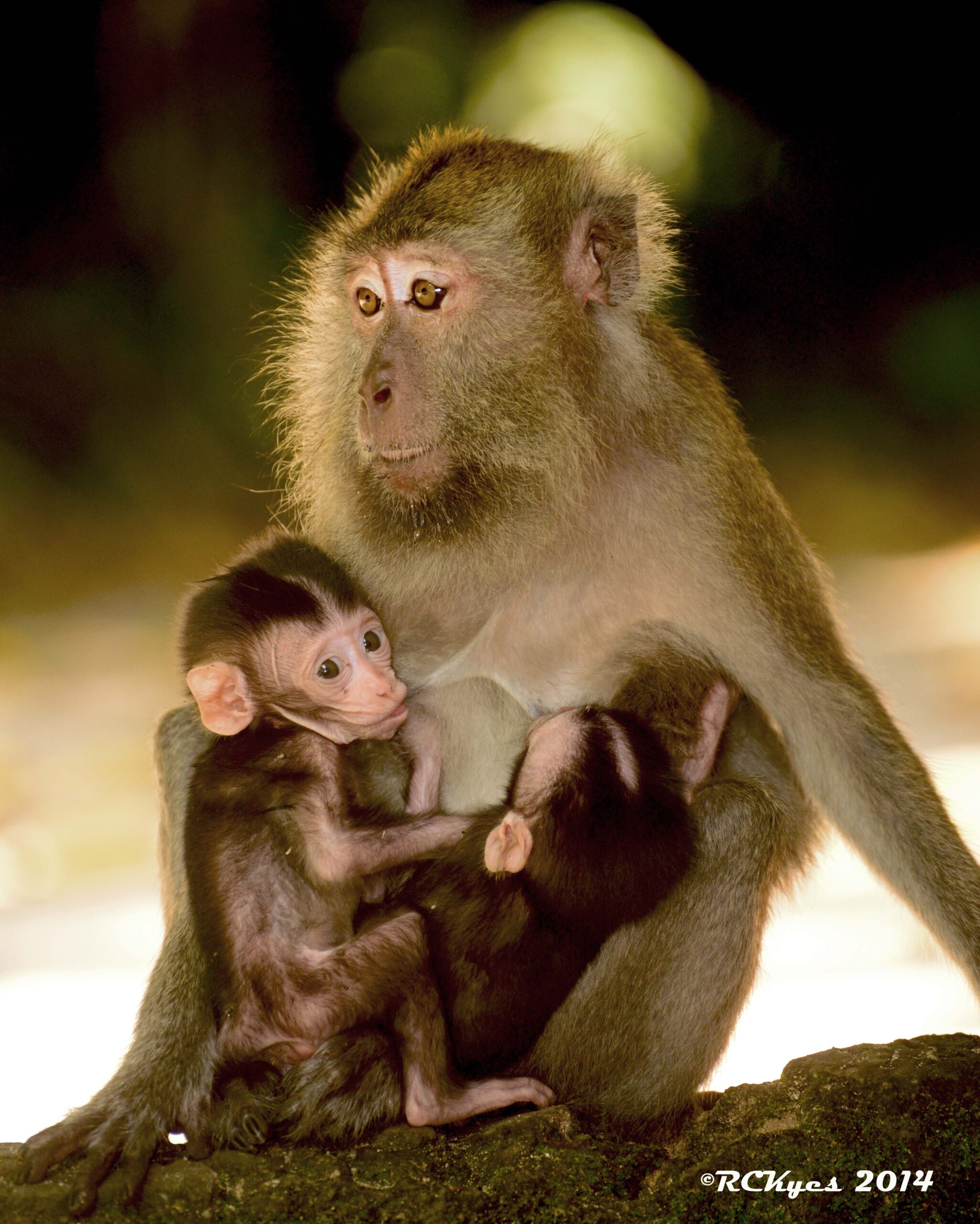 tinjil_twins_crop - Washington National Primate Research Center