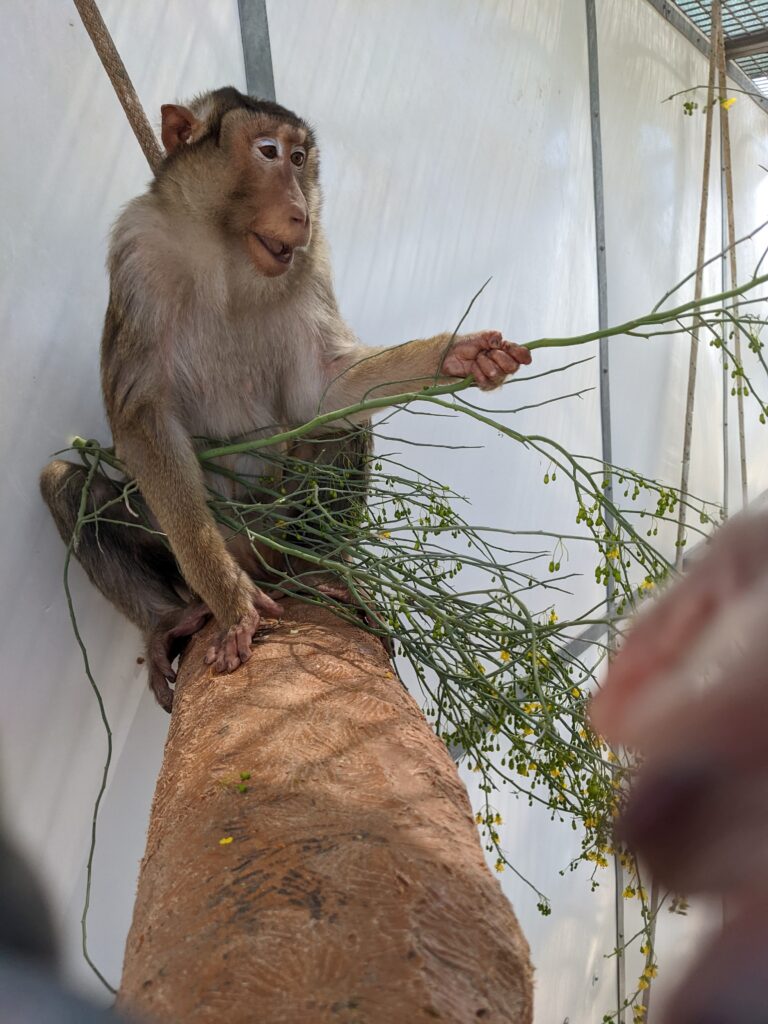 Fact Sheet: The Crucial Role of Pig-Tailed Macaque Monkeys in Health ...