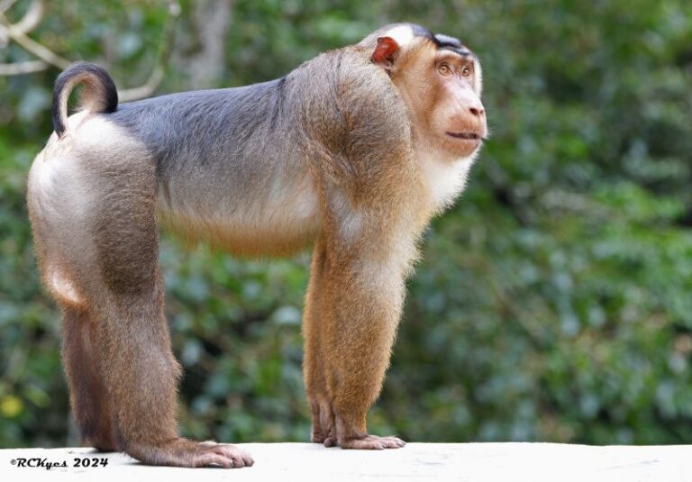 Fact Sheet: The Crucial Role of Pig-Tailed Macaque Monkeys in Health ...