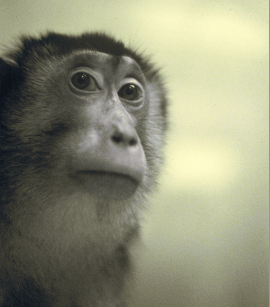 Fact Sheet: The Crucial Role of Pig-Tailed Macaque Monkeys in Health ...